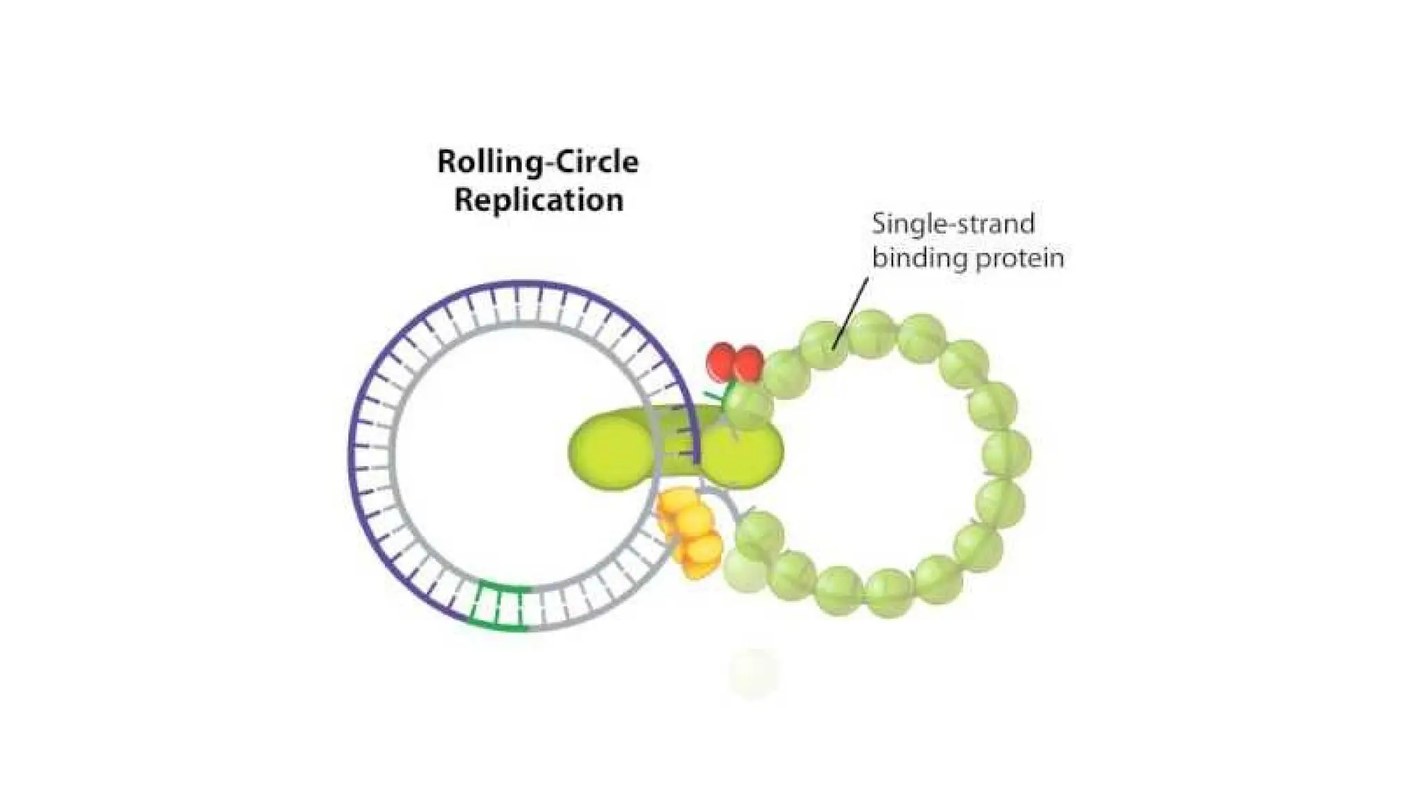 DNA Replication Bidirectional and Rolling circle modes of replication.pptx