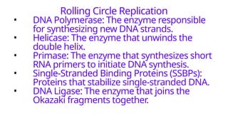 DNA Replication Bidirectional and Rolling circle modes of replication.pptx