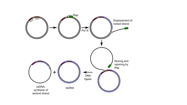 DNA Replication Bidirectional and Rolling circle modes of replication.pptx