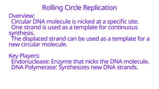 DNA Replication Bidirectional and Rolling circle modes of replication.pptx