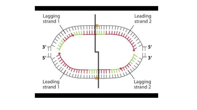 DNA Replication Bidirectional and Rolling circle modes of replication.pptx