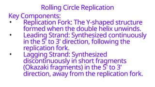 DNA Replication Bidirectional and Rolling circle modes of replication.pptx