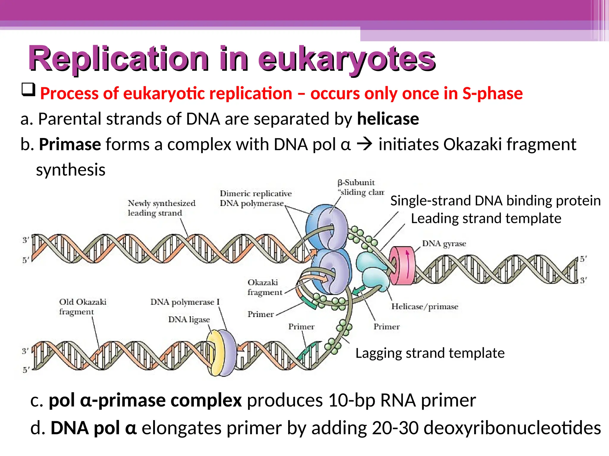 DNA replication and steps involved in it | PPT