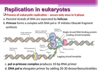 DNA replication and steps involved in it | PPT