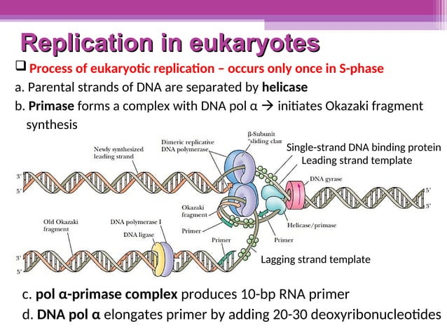 DNA replication and steps involved in it | PPT