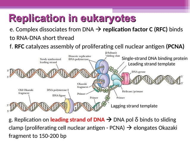 DNA replication and steps involved in it | PPT
