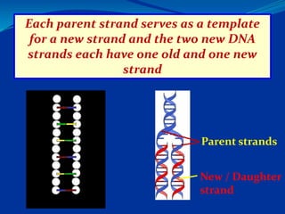DNA Replication and the three rounds of replication | PPT