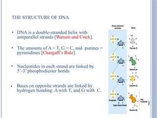 DNA replication antimony and physical pharmacy pharmacy degree | PPT