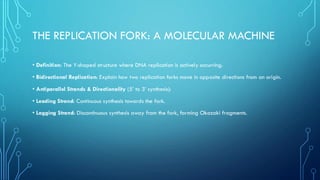 DNA replication KEY CONCEPT SEMI-CONSERVATIVE MODEL FIDELITY OF ...