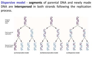 DNA replications and the molecular biology | PDF