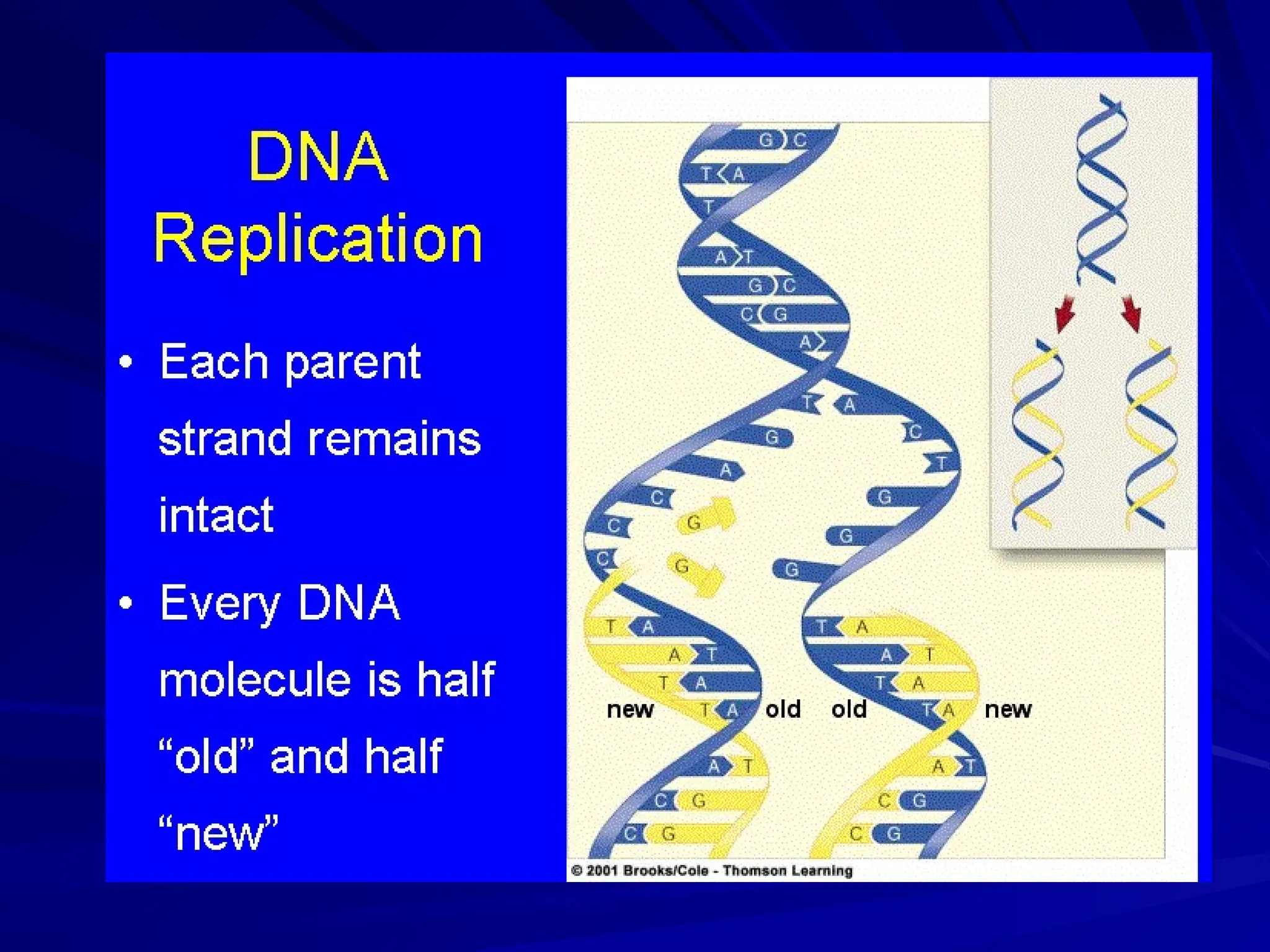 DNA Replication completed in-full picture.ppt