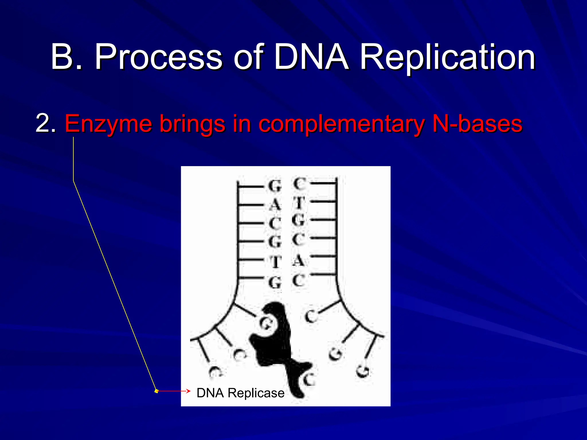 DNA Replication completed in-full picture.ppt