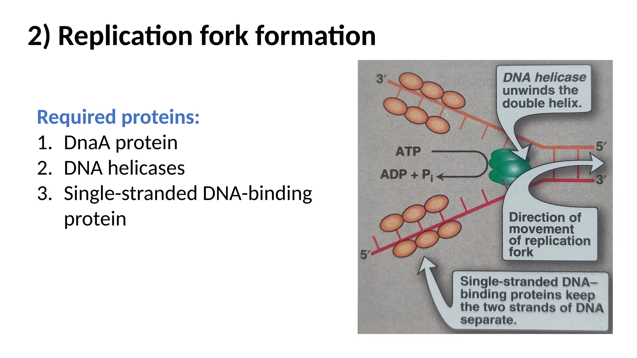 Molecular mechanism of DNA replication.pptx