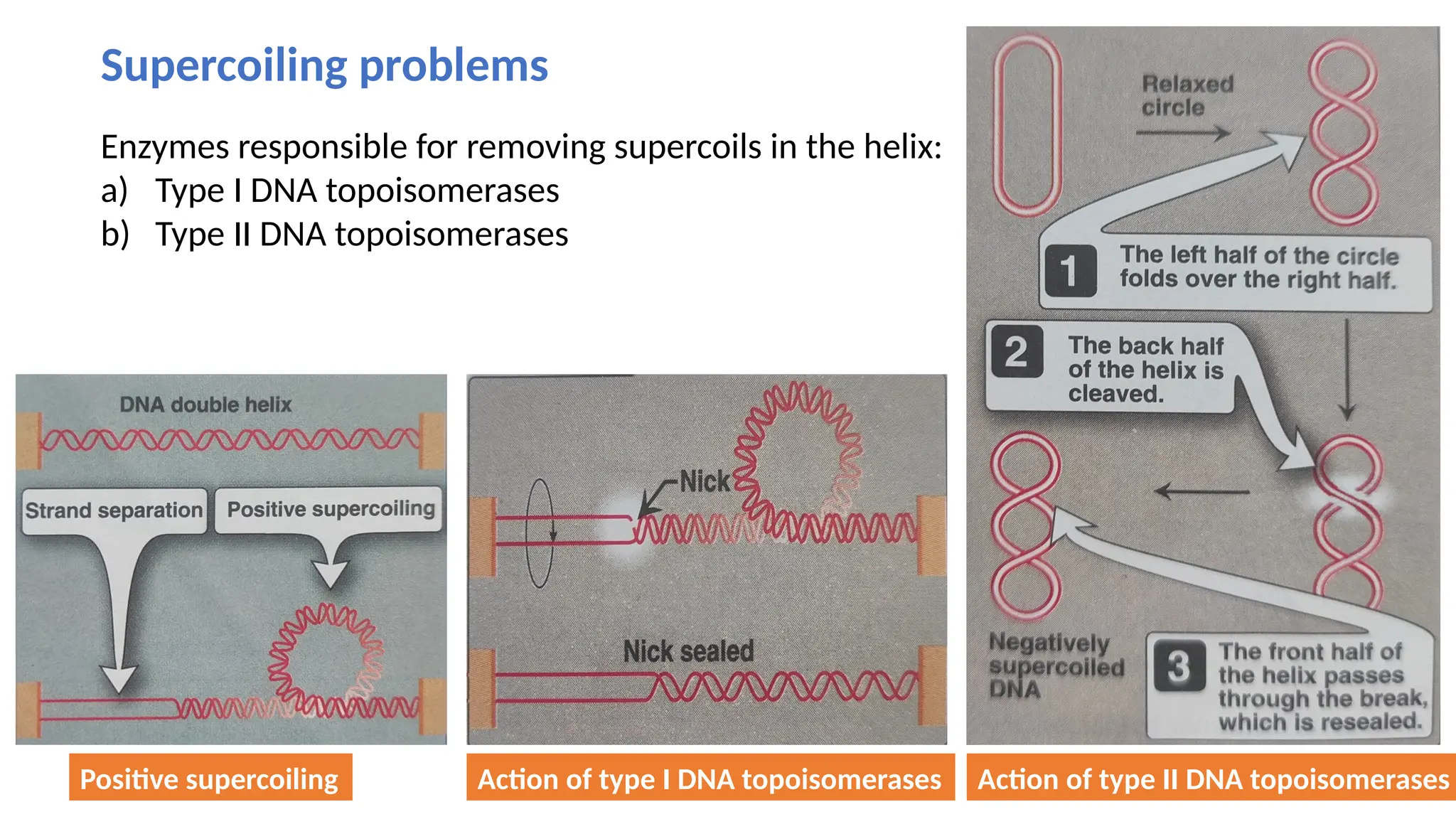 Molecular mechanism of DNA replication.pptx