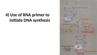 Molecular mechanism of DNA replication.pptx