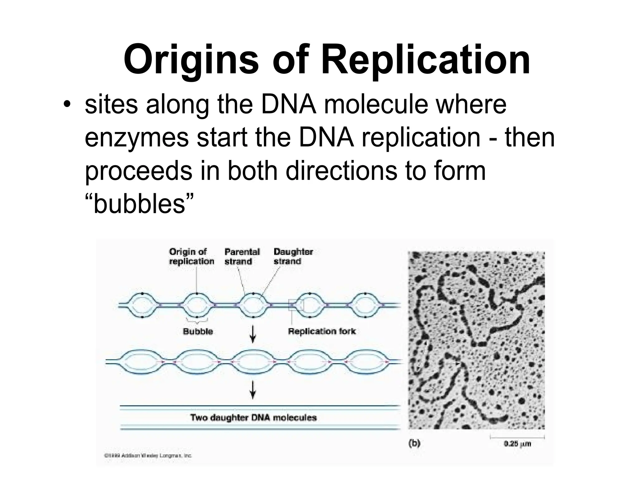 Materi Kuliah Bok 3. HUMAN DNA REPLICATION | PPT