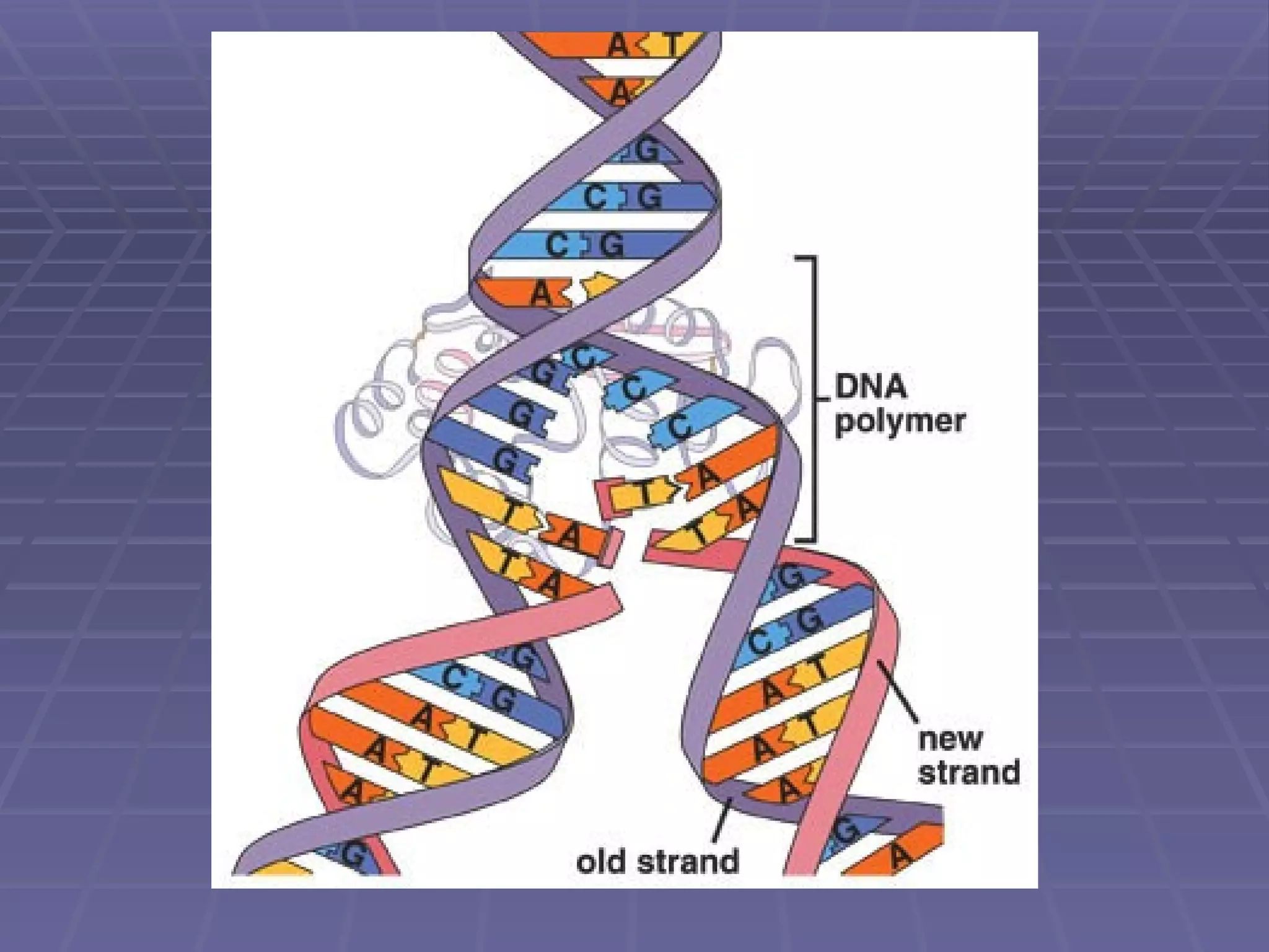Dna replication basics | PPT