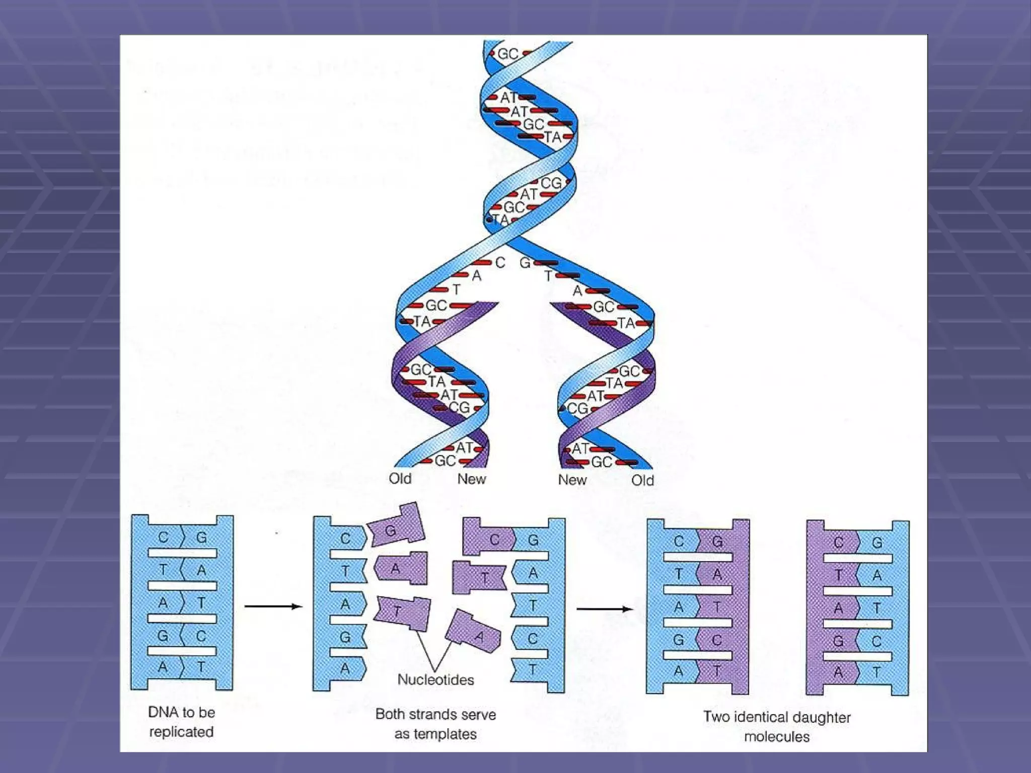 Dna replication basics | PPT
