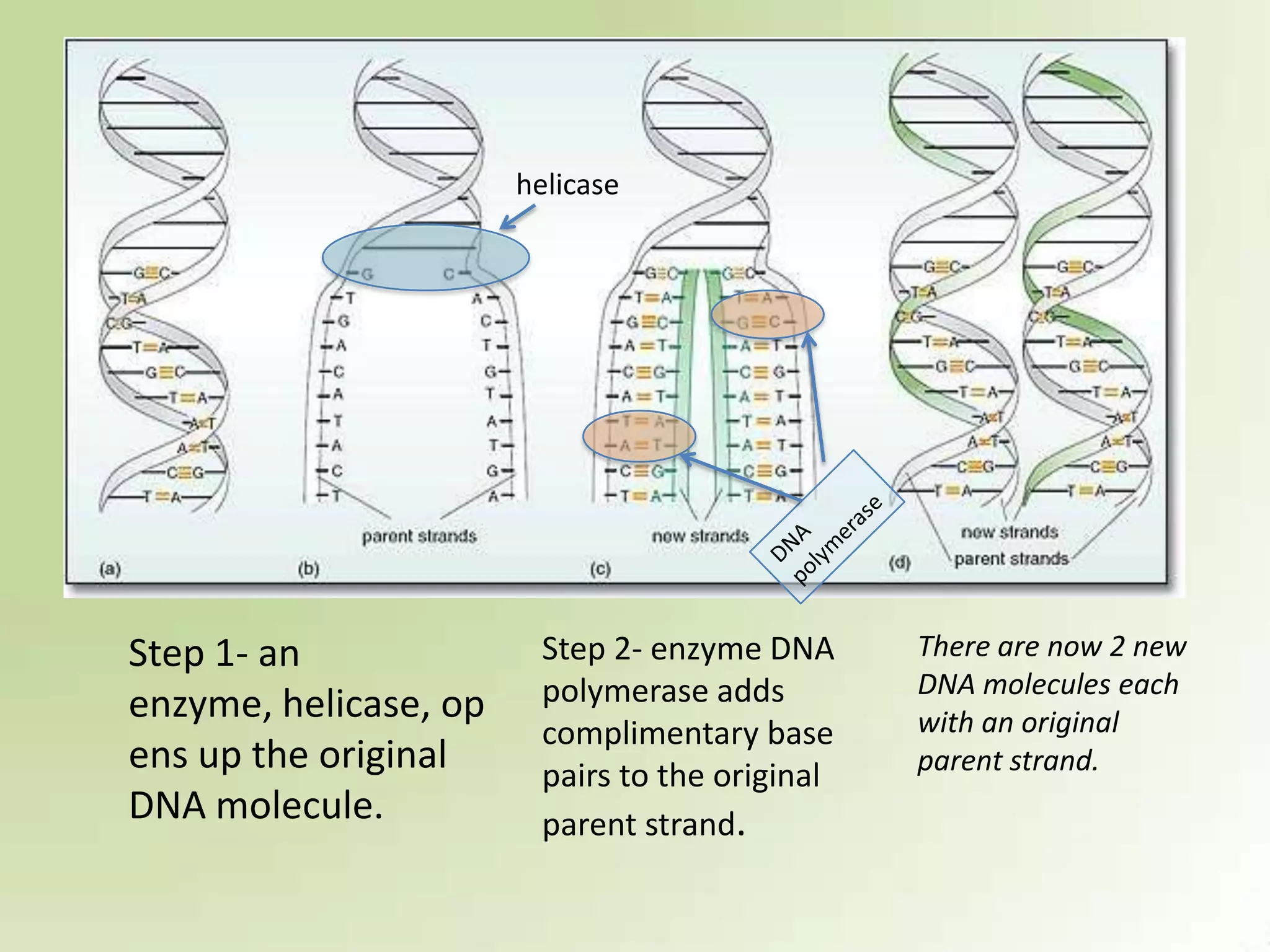 Dna replication bio10 | PPTX