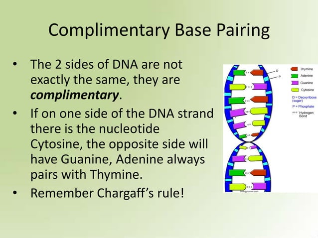 Dna replication bio10 | PPTX | Chemistry | Science