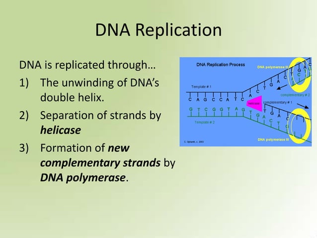 Dna replication bio10 | PPTX | Chemistry | Science