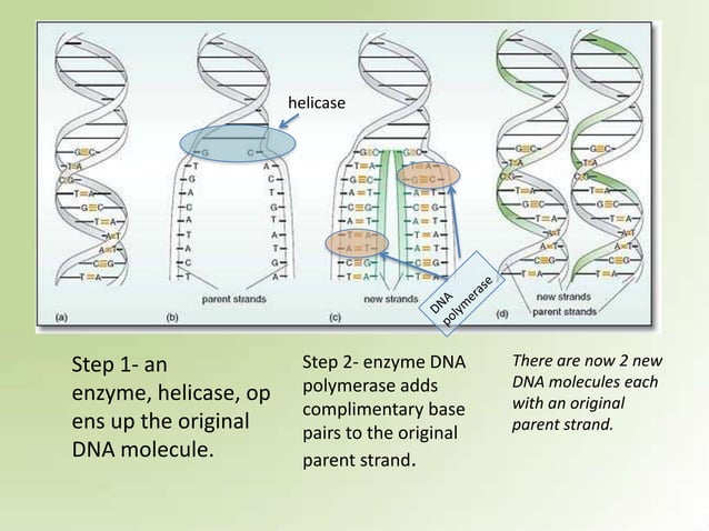 Dna replication bio10 | PPTX | Chemistry | Science