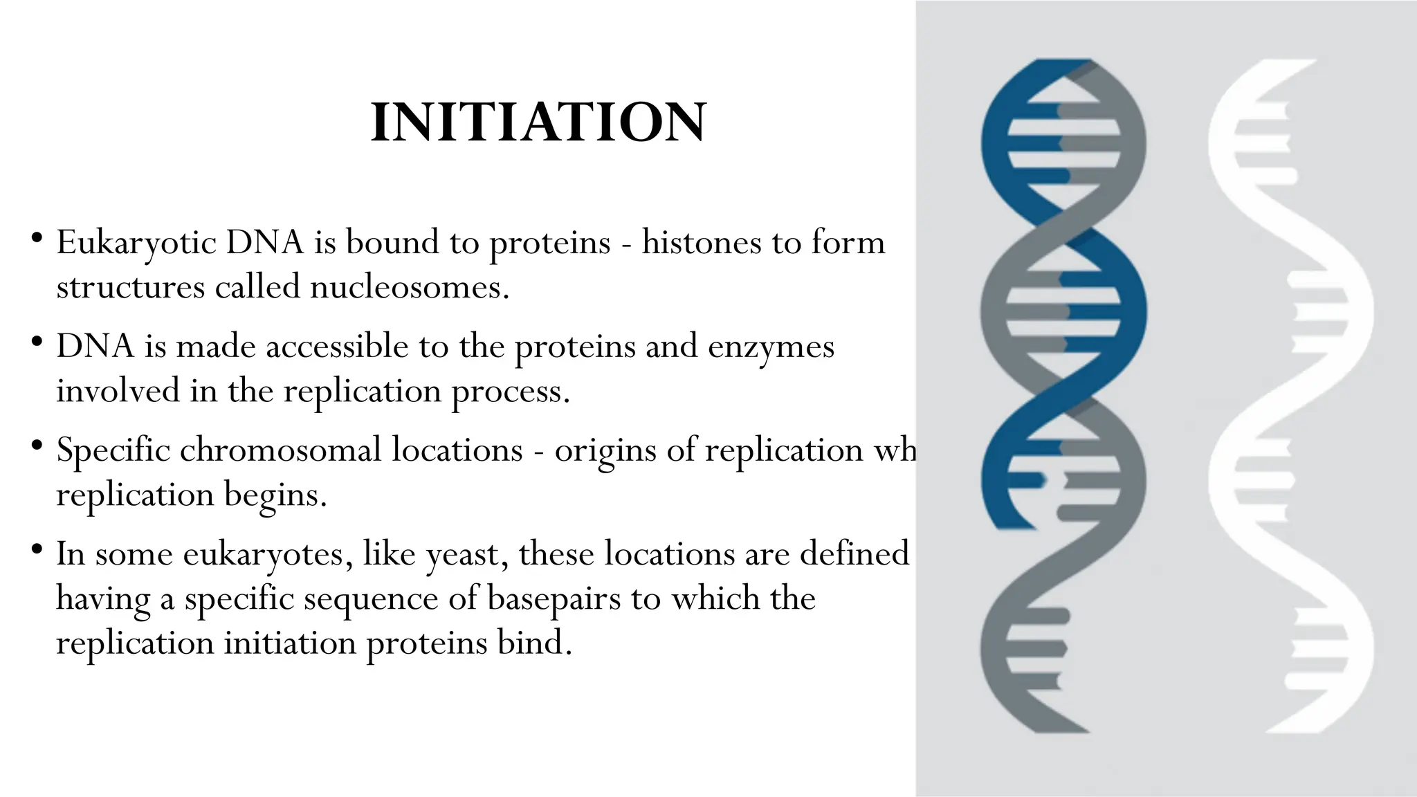 DNA REPLICATION- PROKARYOTES & EUKARYOTES | PPTX