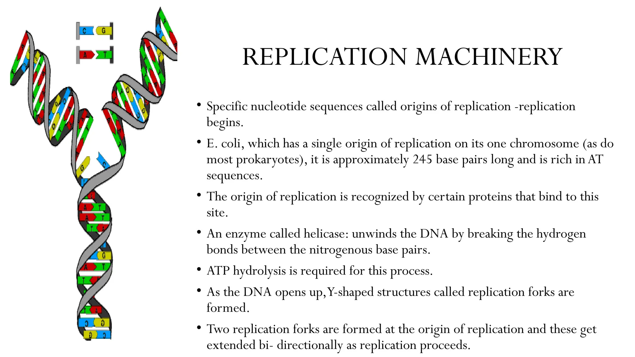 DNA REPLICATION- PROKARYOTES & EUKARYOTES | PPTX