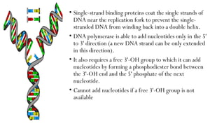 DNA REPLICATION- PROKARYOTES & EUKARYOTES | PPTX
