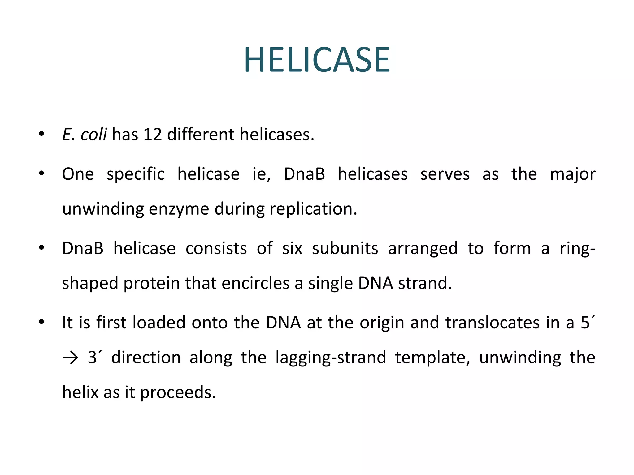 DNA replication prokaryotes | PPTX