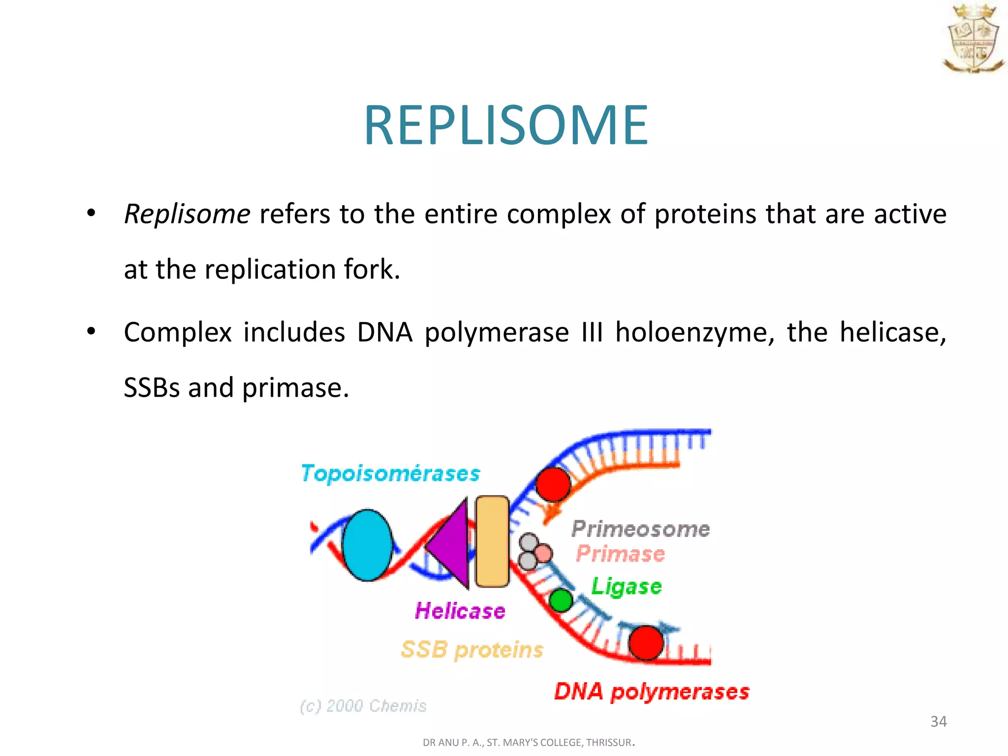 DNA replication prokaryotes | PPTX