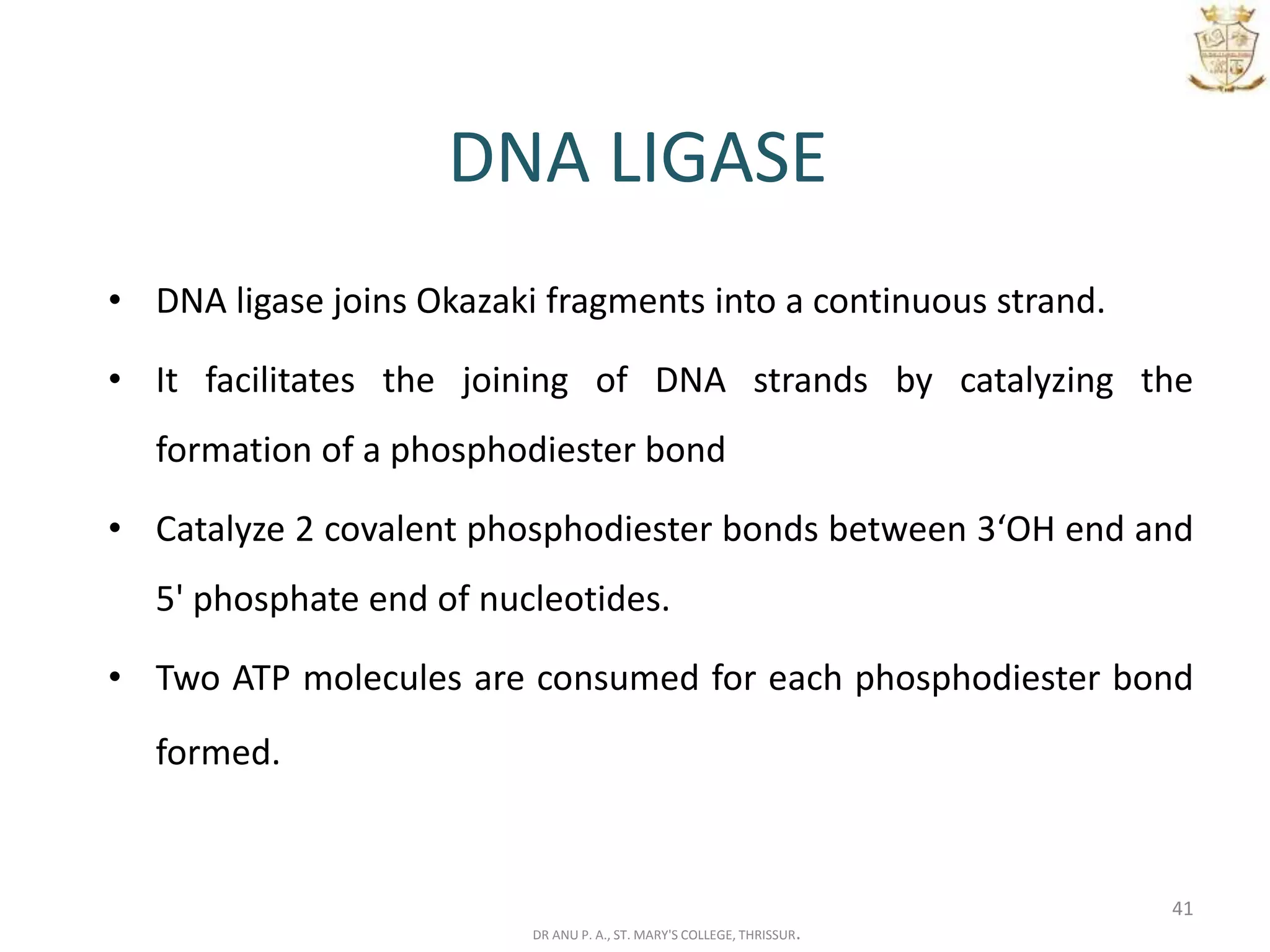 Dna Replication Prokaryotes Ppt