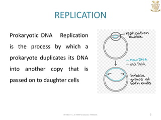 DNA replication prokaryotes | PPTX