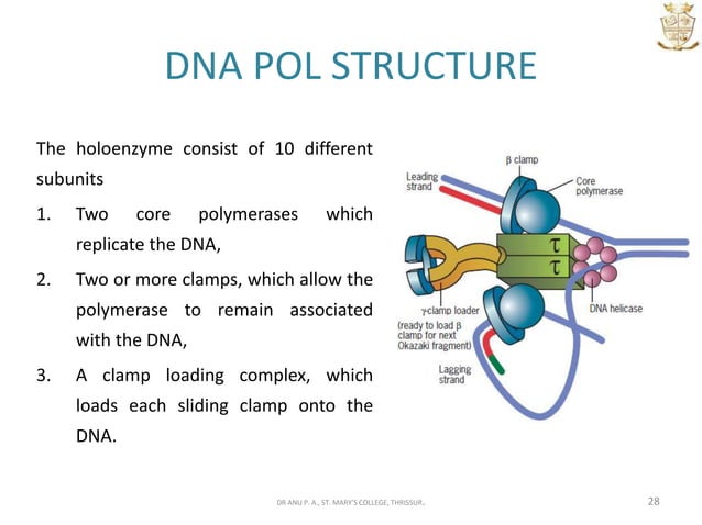 Dna replication prokaryotes | PPT