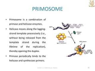 Dna replication prokaryotes | PPT