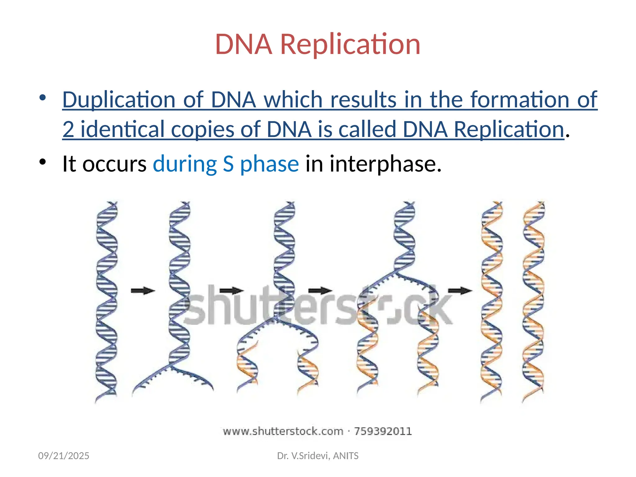 DNA replication -student copy DR VS.pptx