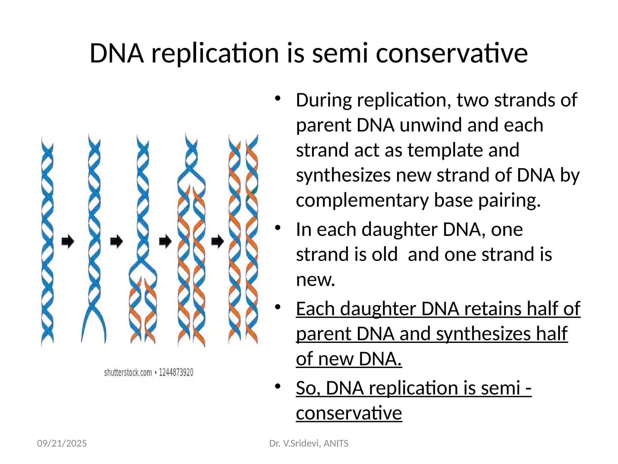 DNA replication -student copy DR VS.pptx