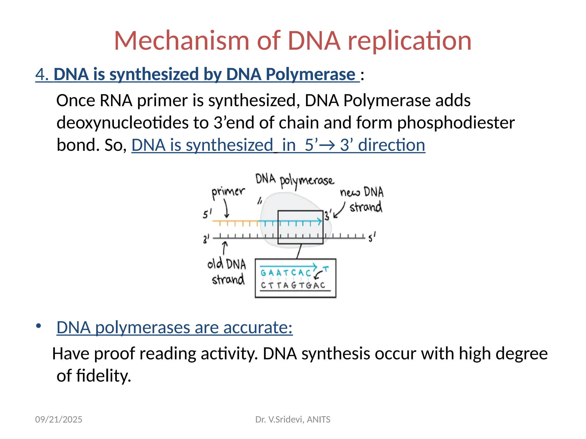 DNA replication -student copy DR VS.pptx