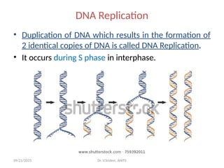 DNA replication -student copy DR VS.pptx