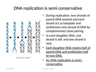 DNA replication -student copy DR VS.pptx