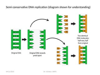 DNA replication -student copy DR VS.pptx