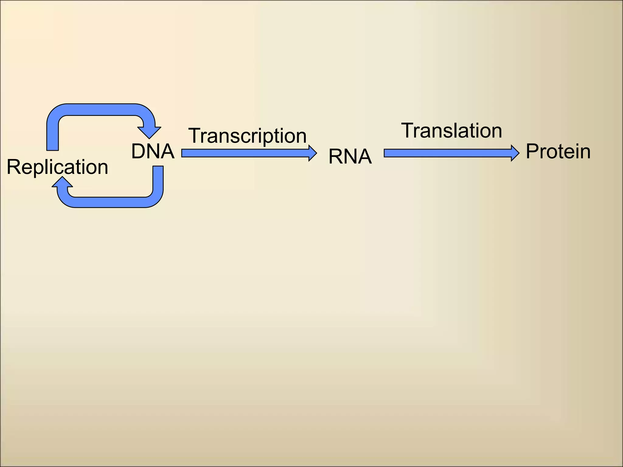 DNA Replication 1.ppt