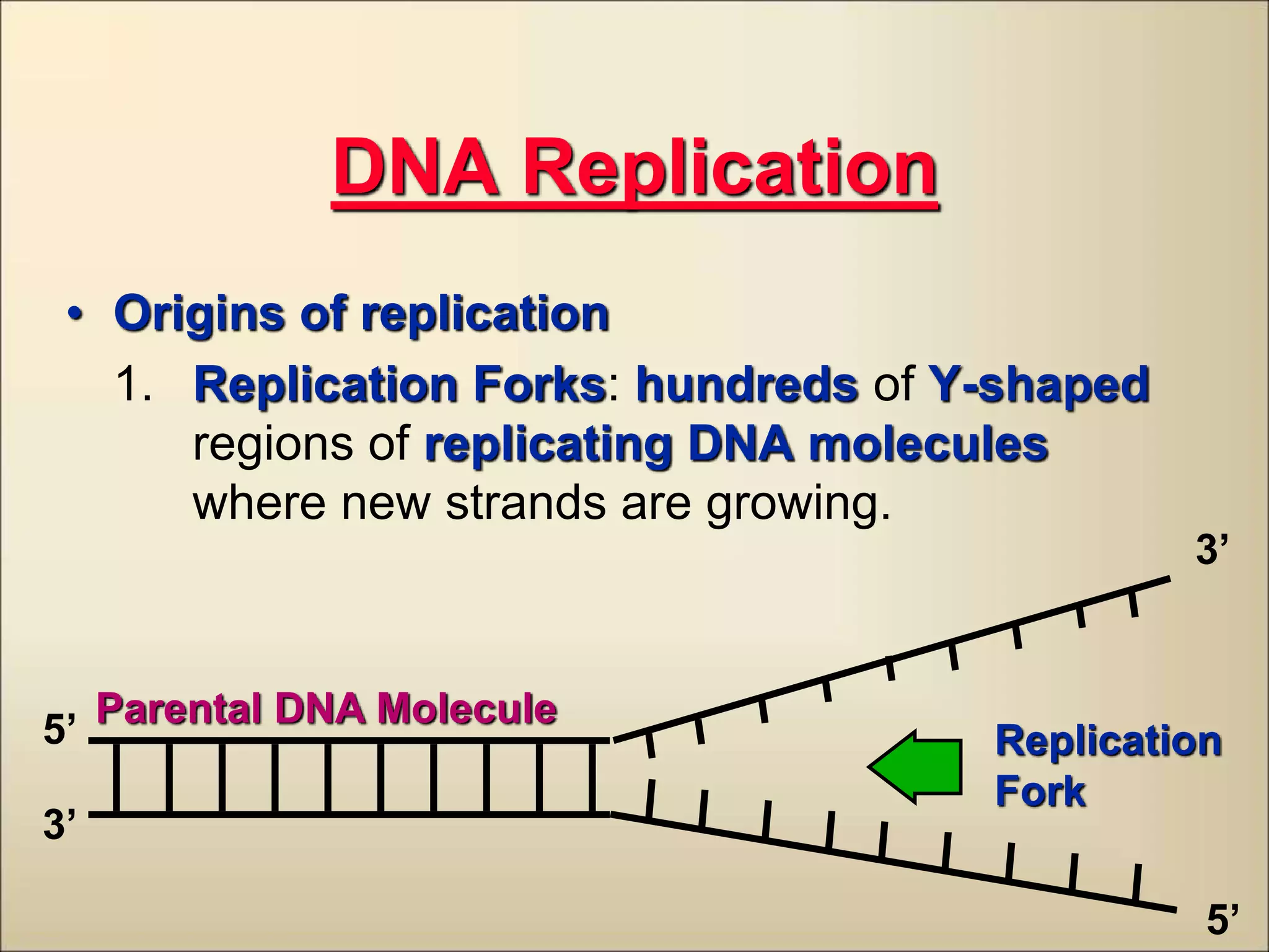 DNA Replication 1.ppt