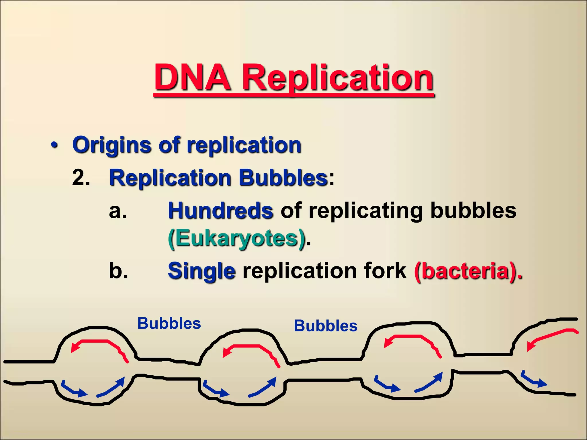 DNA Replication 1.ppt