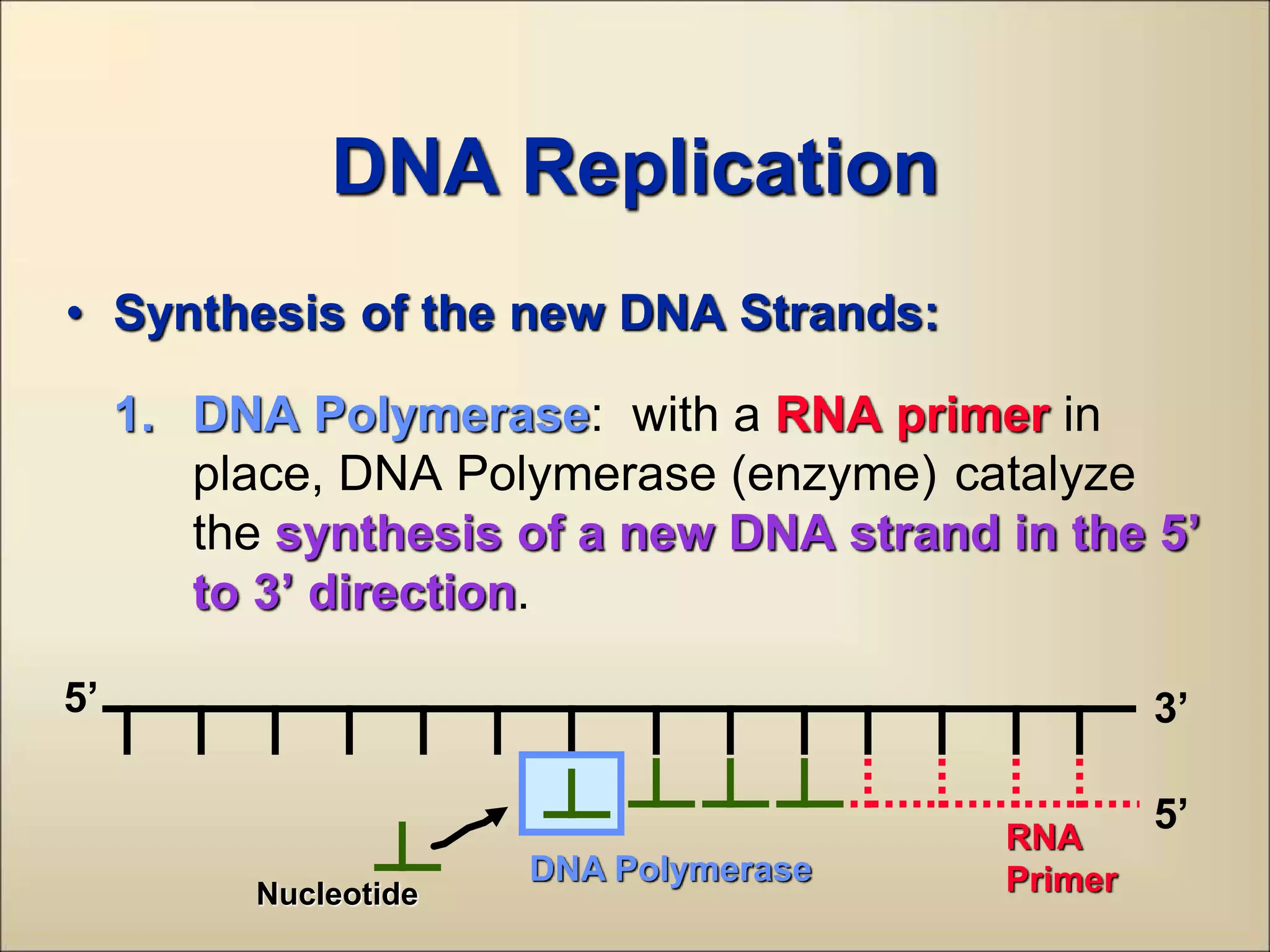 DNA Replication 1.ppt
