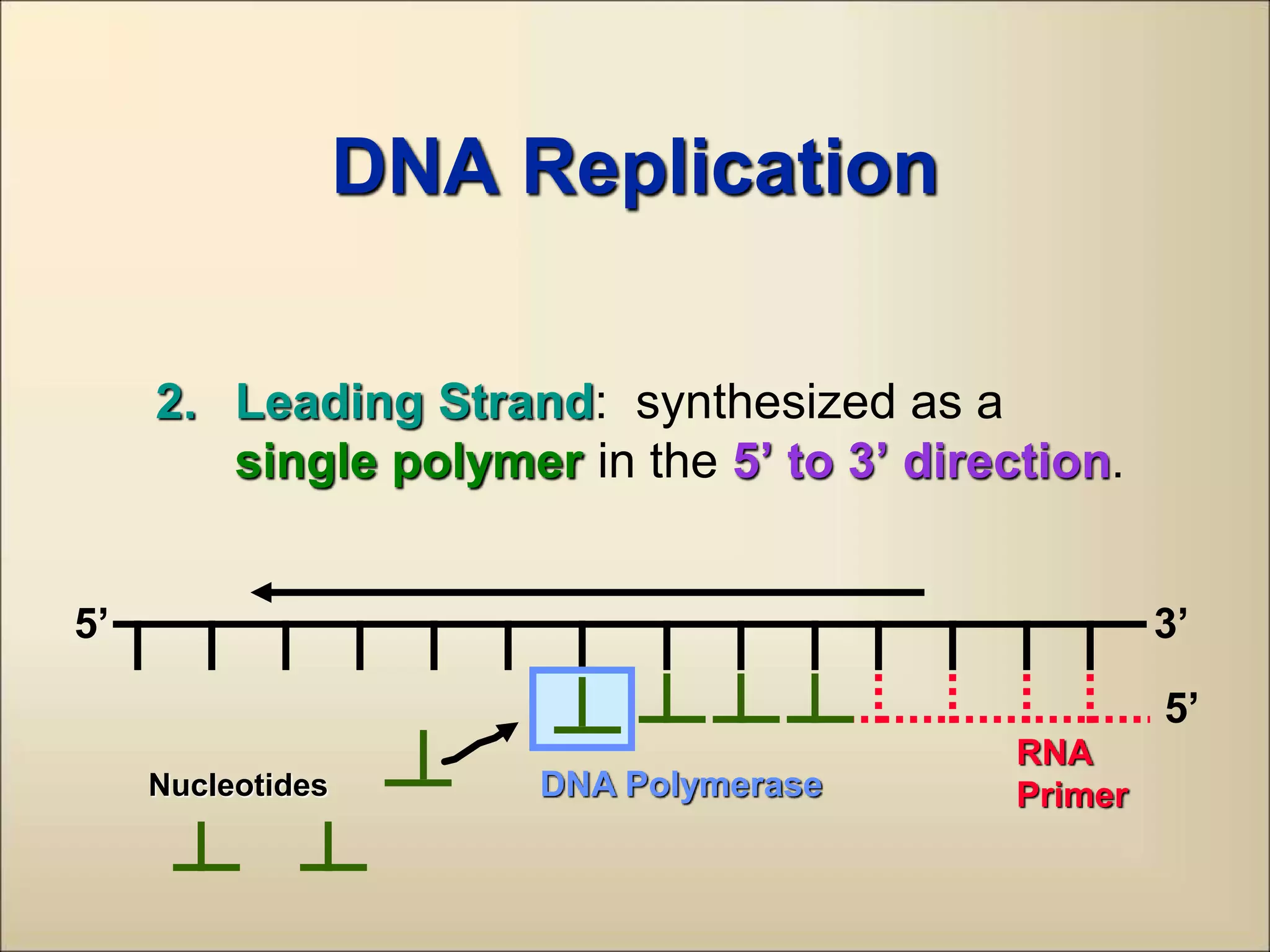 DNA Replication 1.ppt