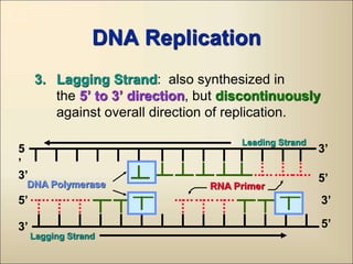 DNA Replication 1.ppt