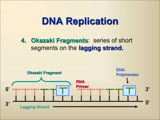 DNA Replication 1.ppt