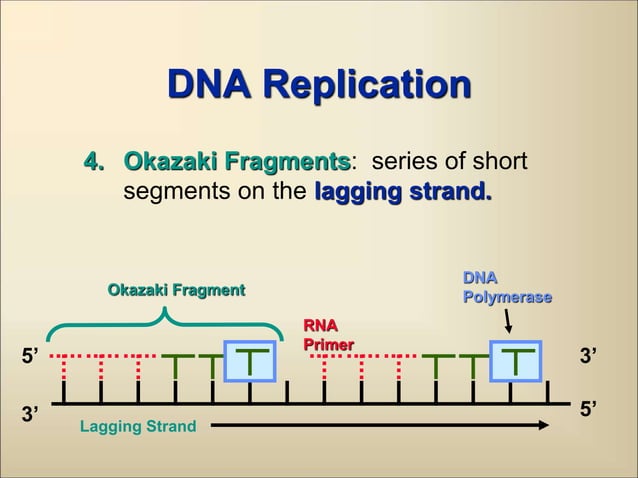 DNA Replication 1.ppt