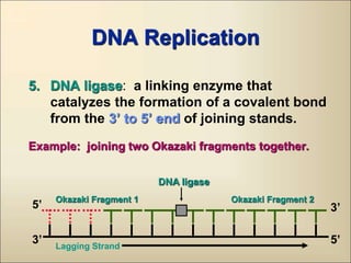 DNA Replication 1.ppt